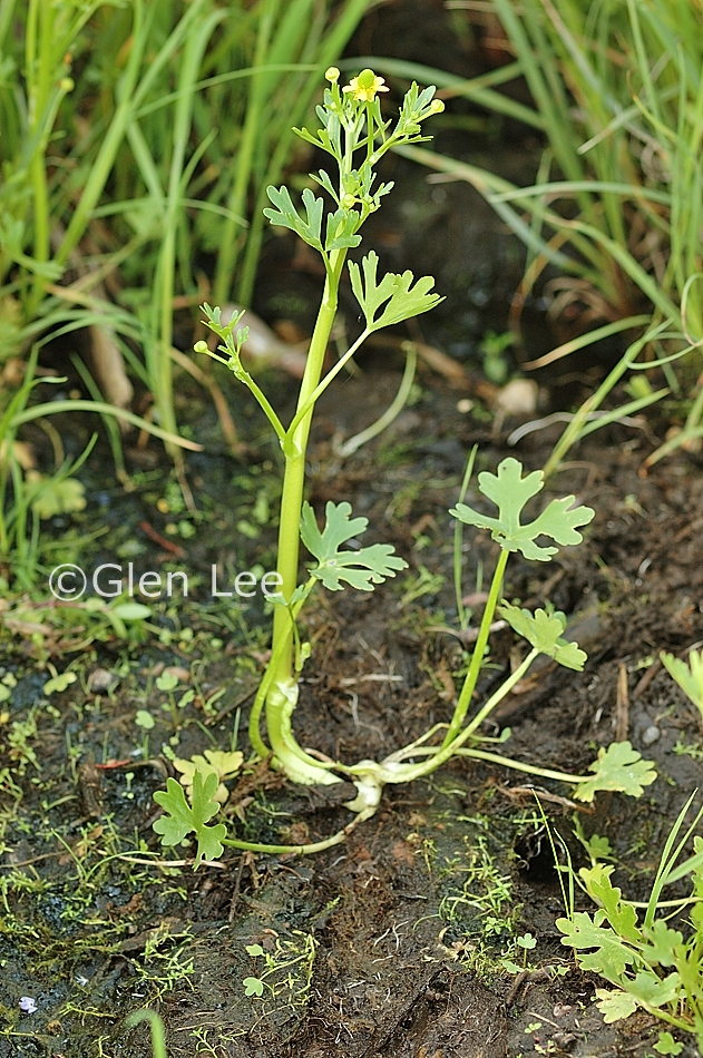 Ranunculus sceleratus photos Saskatchewan Wildflowers